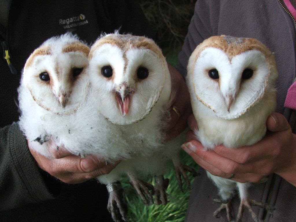 Owl Competition Winner - Glue Sticks, Guns, Dots & Hot Melt Adhesives ...